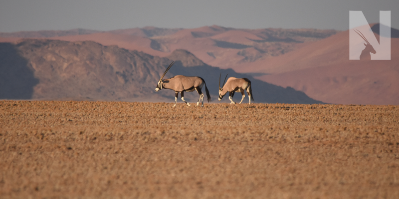 Best of Namibia Safari - Nature Travel Namibia : Customized safaris