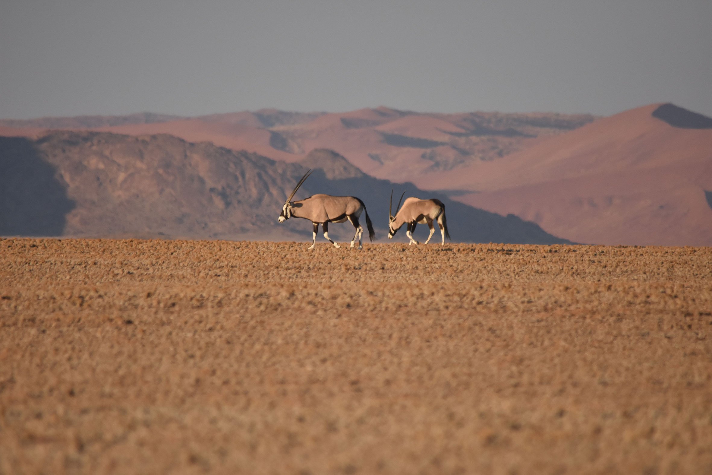 Safari in Namibia: - Nature Travel Namibia : Classic Namibia Safari