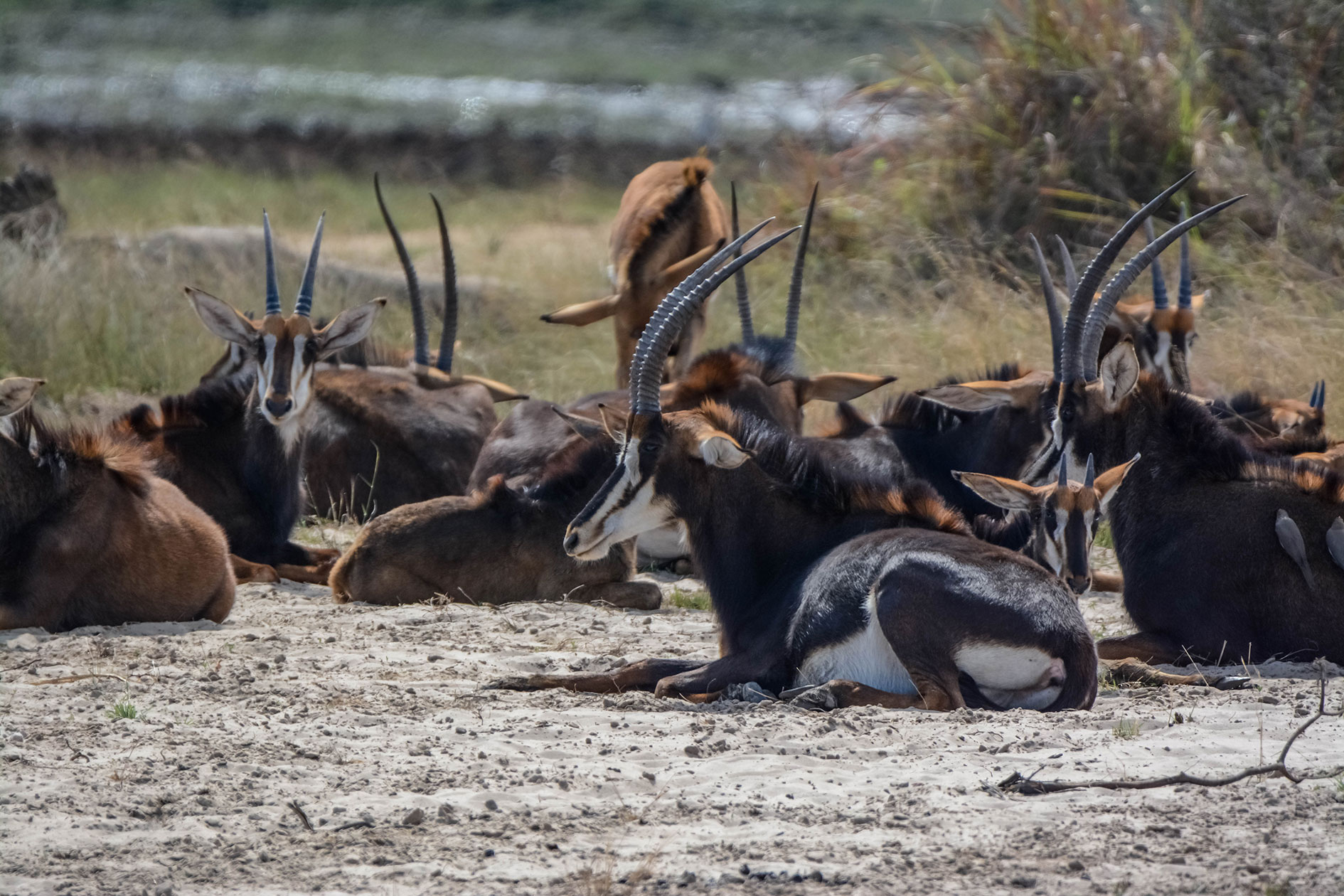 Namibia Mammal Safari - Nature Travel Namibia -Expert guided safaris