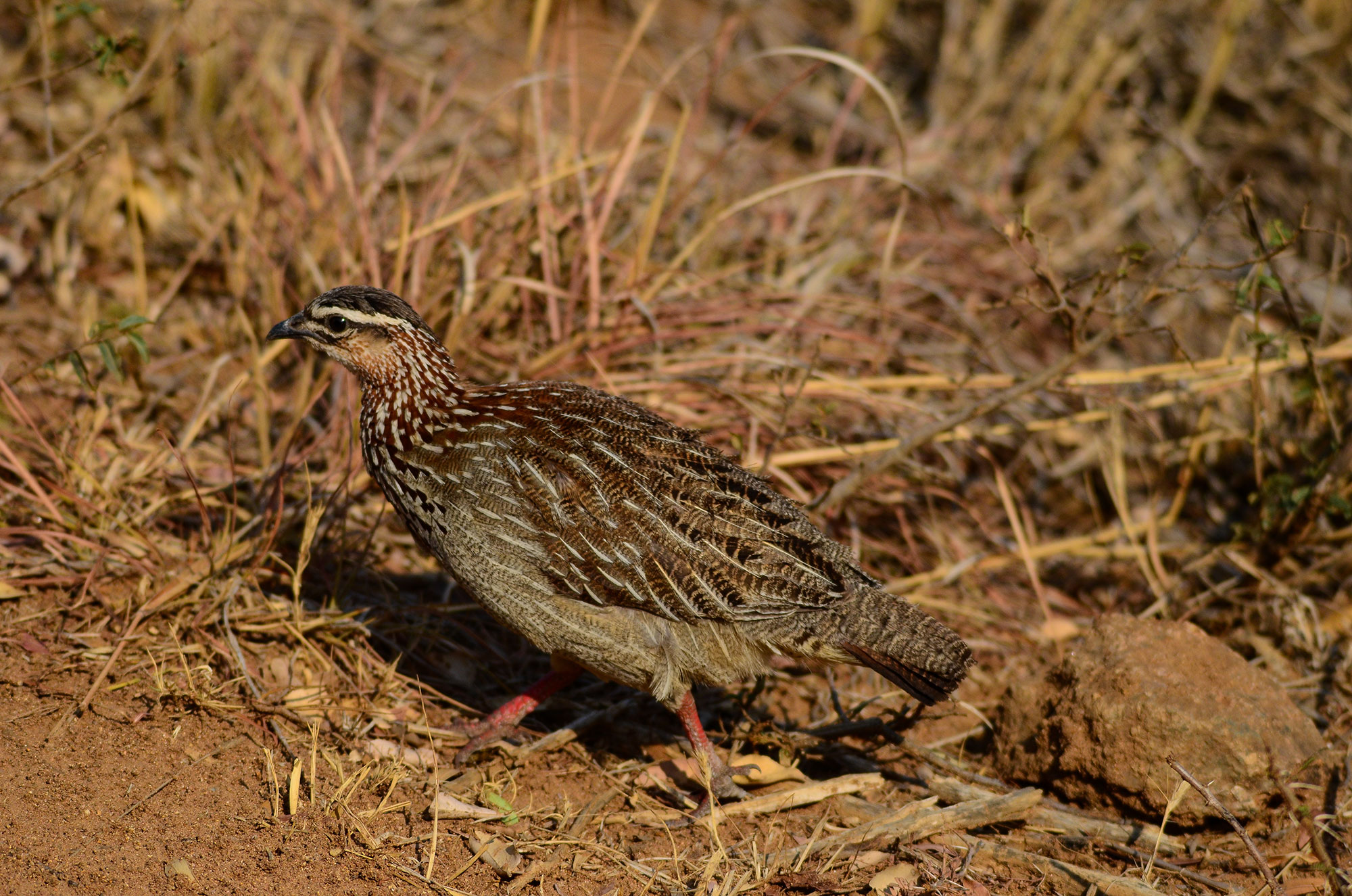 Namibian Birds Archives - Nature Travel Namibia