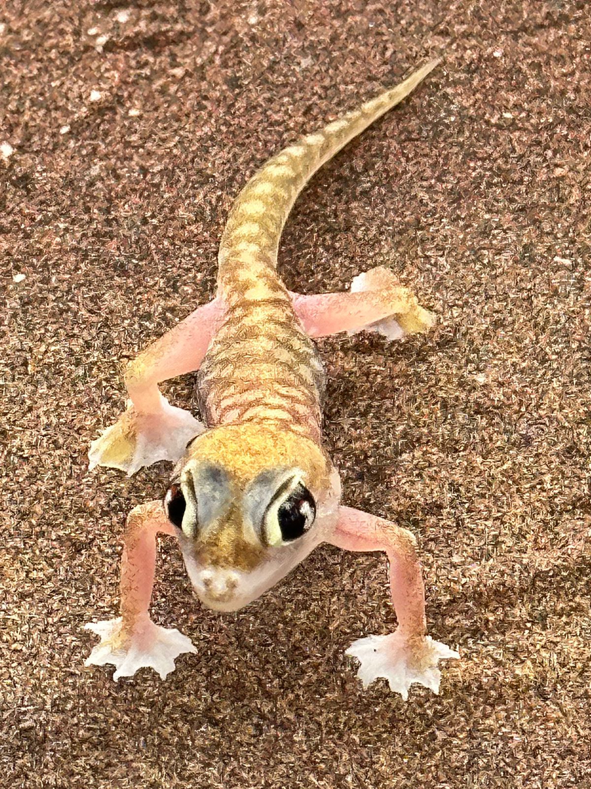 The living desert experience - Nature Travel Namibia