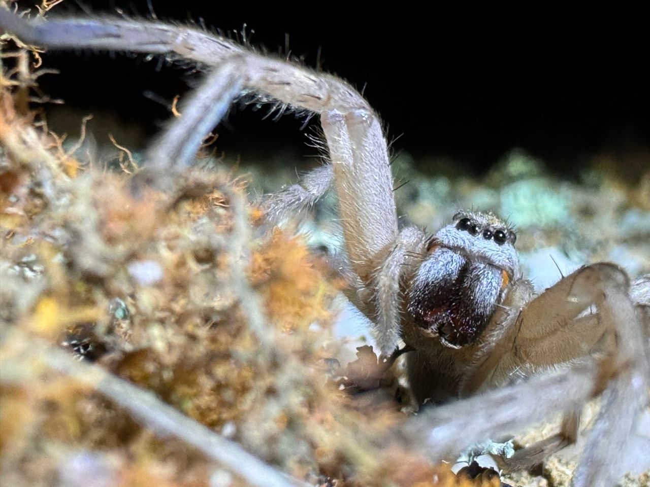 The fascinating Endemic creatures of Namibia - Nature Travel Namibia