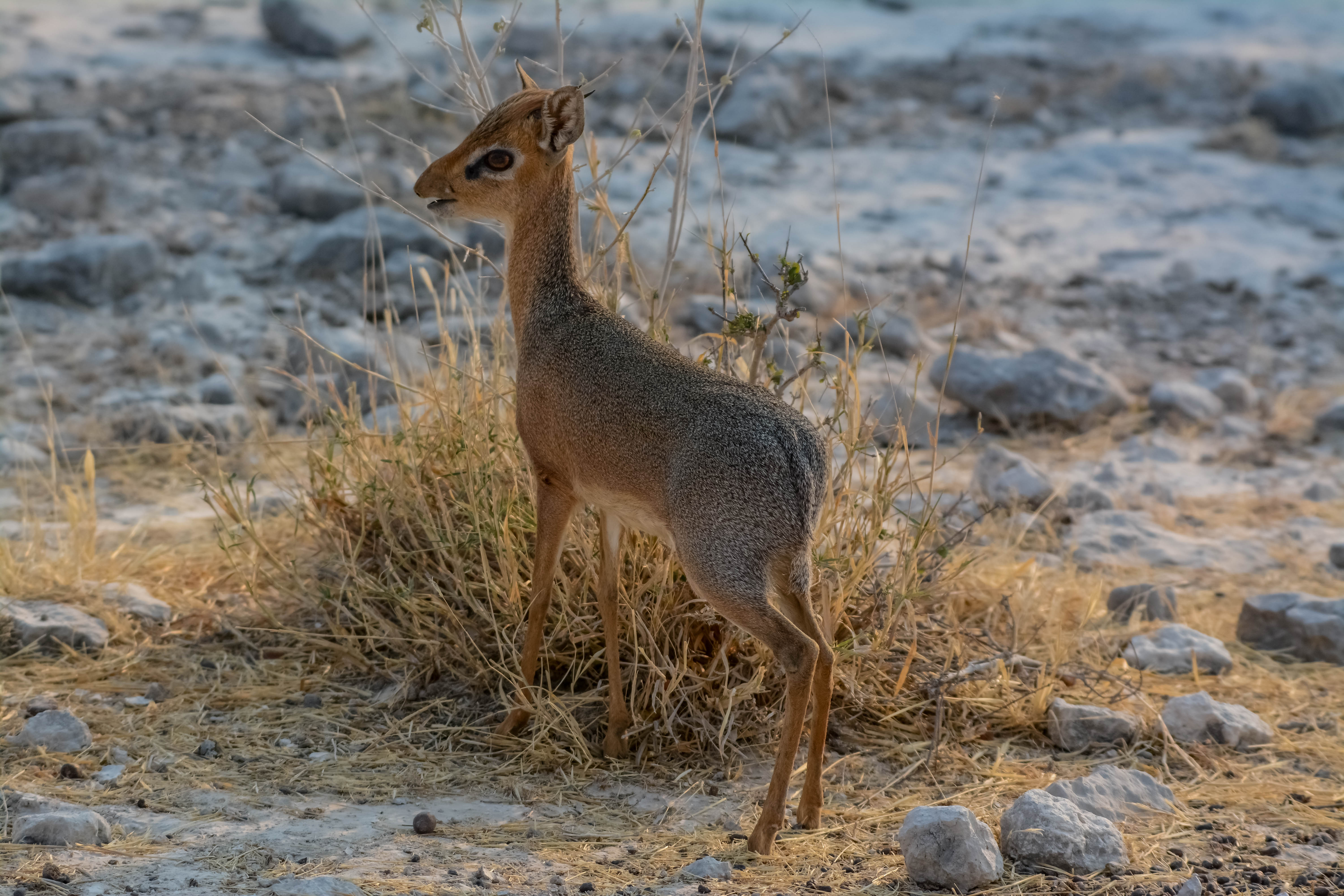 Namibia Mammal Safari trip report - Nature Travel Namibia