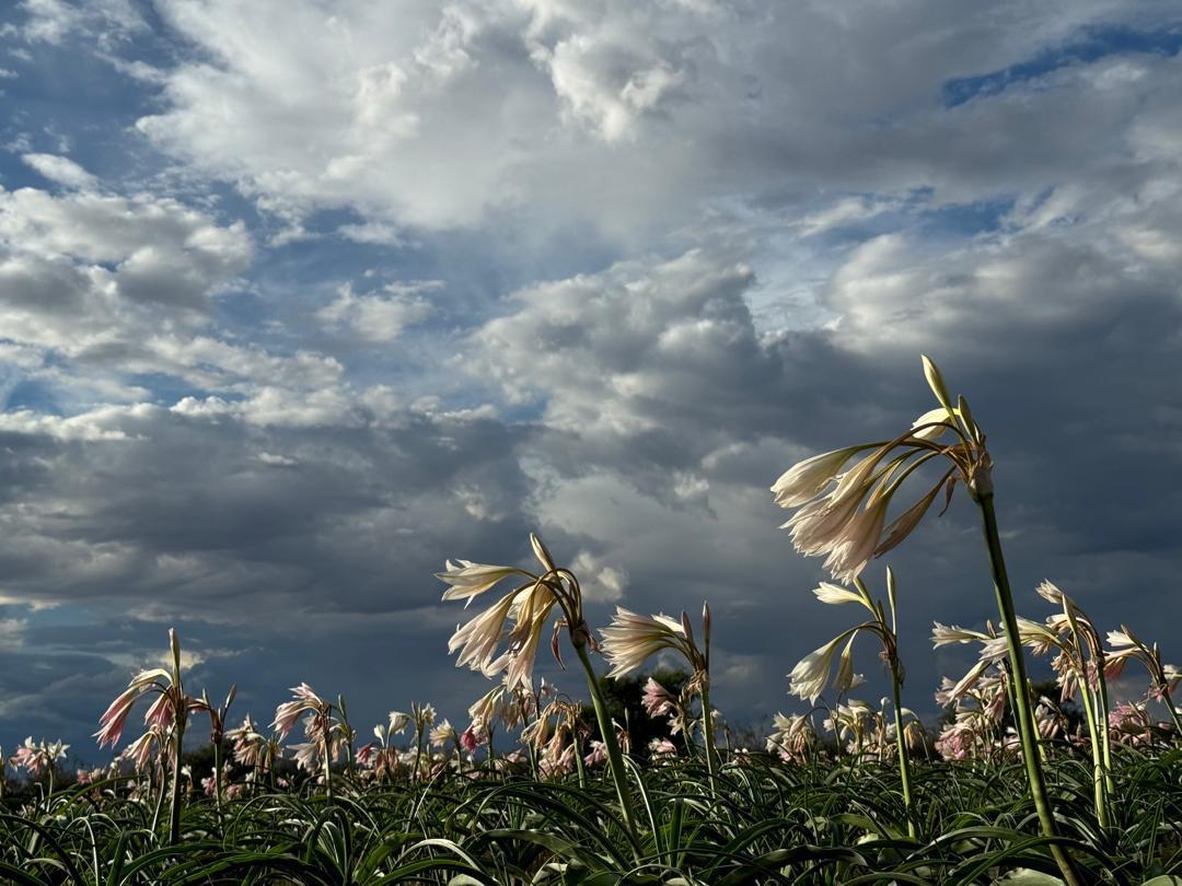 Sandhof Lilies in Namibia - Nature Travel Namibia
