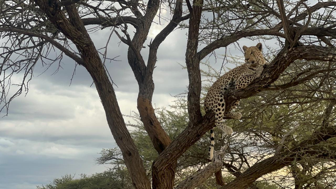 There's a Leopard in a tree! - Nature Travel Namibia