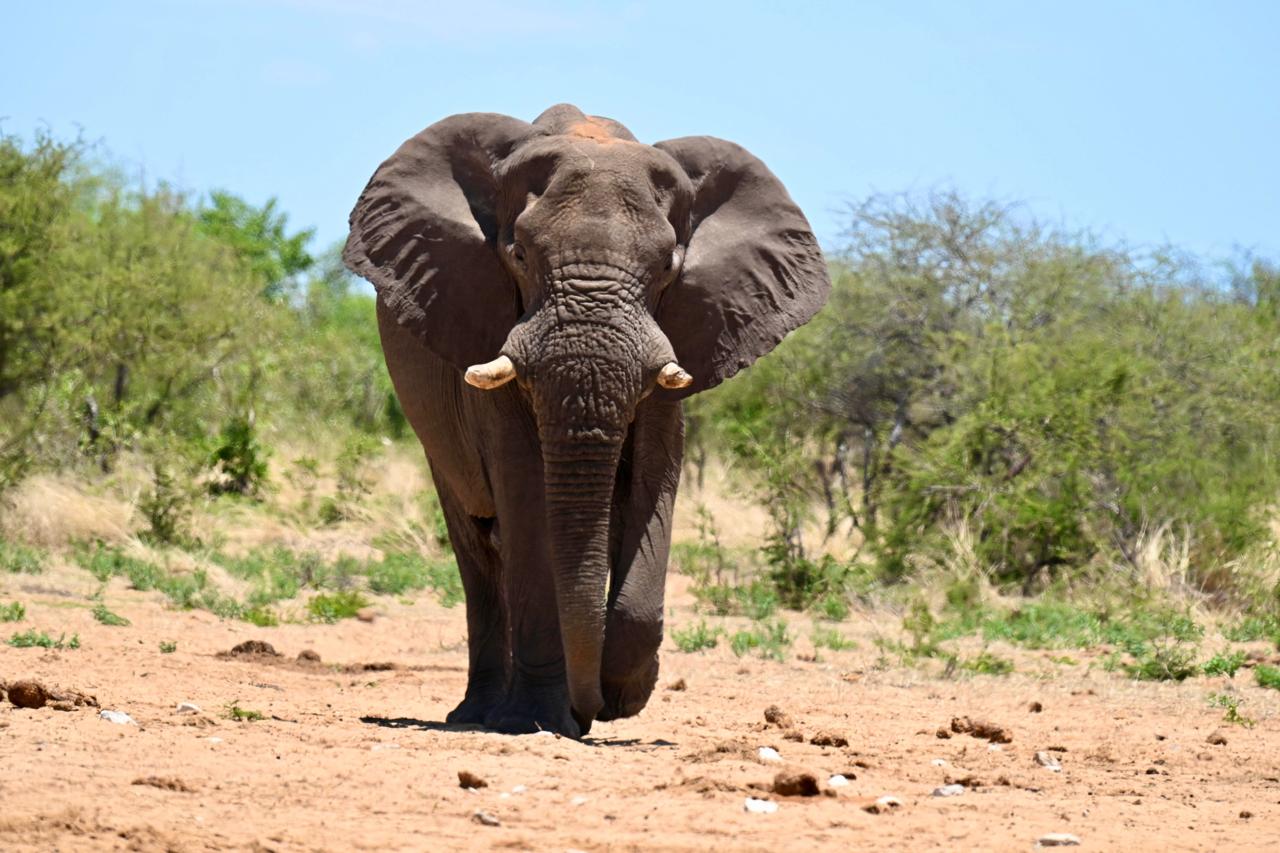 Namibia Birding & Mammal Safari trip report - Nature Travel Namibia